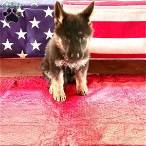 Larry Hare - Greenfield Puppies