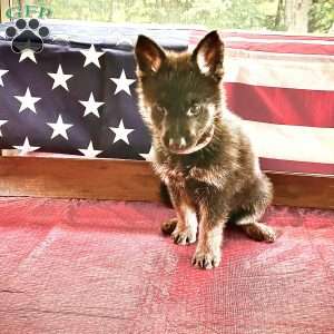 Larry Hare - Greenfield Puppies