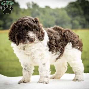 Springerdoodle Puppies for Sale | Greenfield Puppies