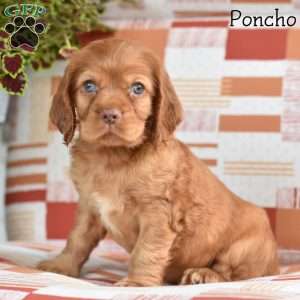 Cocker Spaniel Puppies For Sale | Greenfield Puppies