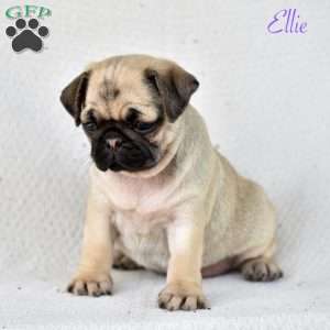 Pug Puppies For Sale | Greenfield Puppies