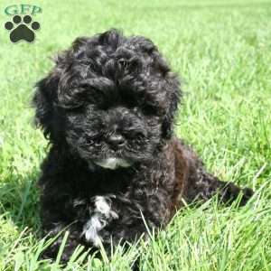 Miniature Poodle Mix Puppies For Sale | Greenfield Puppies