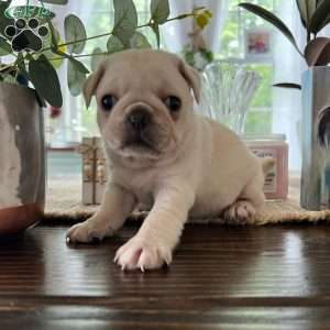 Pug Puppies For Sale | Greenfield Puppies