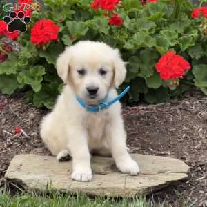 Daniel Beiler - Greenfield Puppies