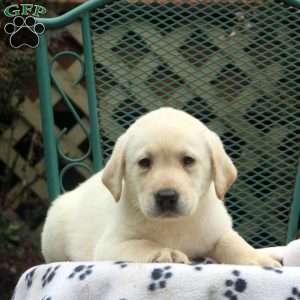 Yellow Labrador Retriever Puppies For Sale | Greenfield Puppies