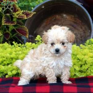Havapoo Puppies For Sale | Greenfield Puppies