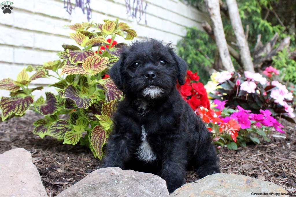 Affenpinscher Poodle Mix