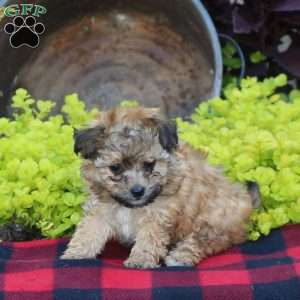 Havapoo Puppies For Sale | Greenfield Puppies
