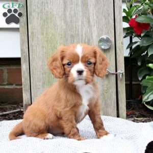 Cockalier Puppies For Sale | Greenfield Puppies