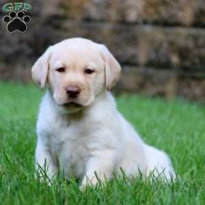 Yellow Labrador Retriever Puppies For Sale | Greenfield Puppies