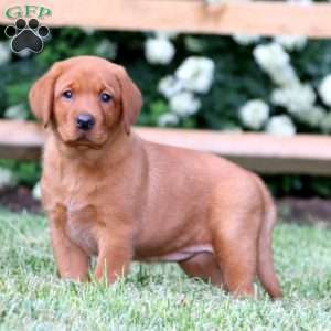 Champion Breeds | Puppies of Champions | Greenfield Puppies