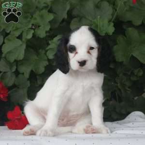 Cavapoo Puppies For Sale - Greenfield Puppies