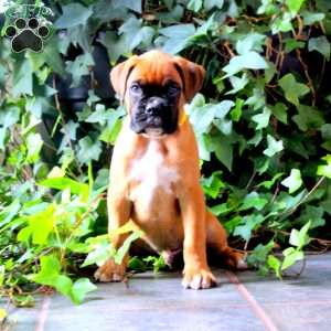 Boxer Puppies For Sale - Greenfield Puppies