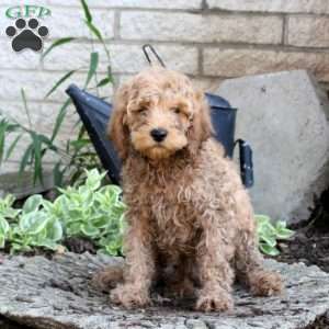 Cockapoo Puppies for Sale - Greenfield Puppies