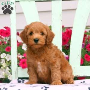 Cockapoo Puppies for Sale - Greenfield Puppies