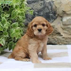 Cockalier Puppies For Sale | Greenfield Puppies
