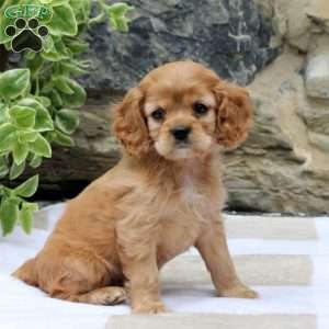 Cockalier Puppies For Sale | Greenfield Puppies