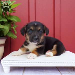 Melvin & Sadie King - Greenfield Puppies