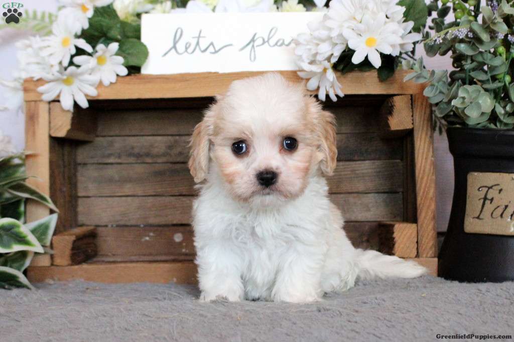 Teacup Cavachon