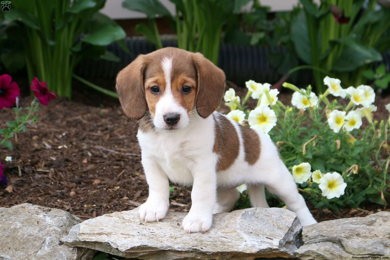 Maci - Beagle Mix Puppy For Sale in Pennsylvania