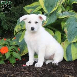 Benjamin Stoltzfus - Greenfield Puppies