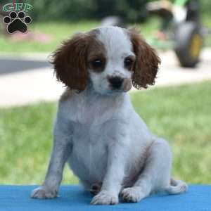 Abner Glick - Greenfield Puppies