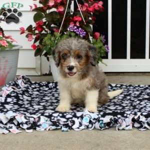 Aki-Poo Puppies for Sale | Greenfield Puppies