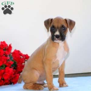 Boxer Puppies For Sale - Greenfield Puppies