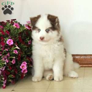 Pomsky Puppies For Sale - Greenfield Puppies