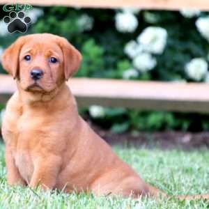 Champion Breeds | Puppies of Champions | Greenfield Puppies