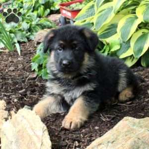 Abner & Lavina Smoker - Greenfield Puppies