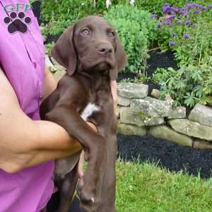 German Shorthaired Pointer Puppies For Sale - Greenfield Puppies