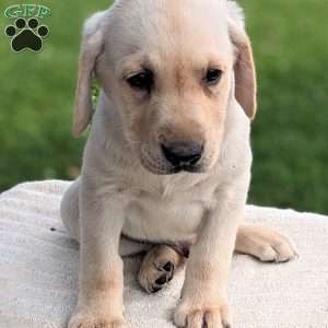 Yellow Labrador Retriever Puppies For Sale - Greenfield Puppies