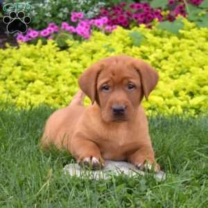 Fox Red Labrador Retriever Puppies for Sale - Greenfield Puppies