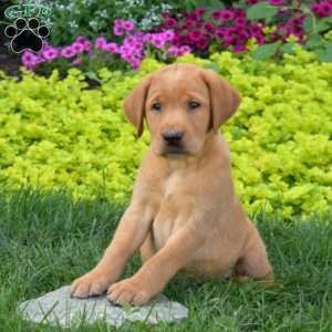 Fox Red Labrador Retriever Puppies for Sale - Greenfield Puppies