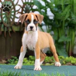 Boxer Puppies For Sale - Greenfield Puppies