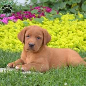 Fox Red Labrador Retriever Puppies for Sale - Greenfield Puppies