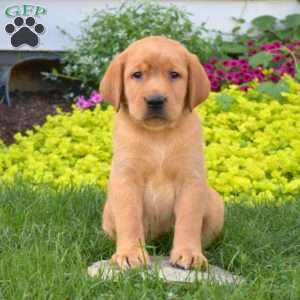 Fox Red Labrador Retriever Puppies for Sale - Greenfield Puppies