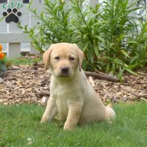 Yellow Labrador Retriever Puppies For Sale | Greenfield Puppies
