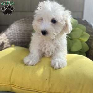 Jeanne Albano-Carmichael - Greenfield Puppies