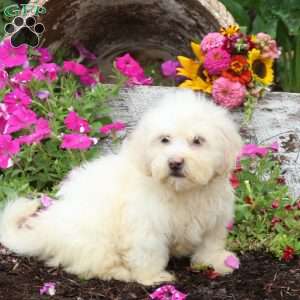 Shih-Poo Puppies For Sale | Greenfield Puppies