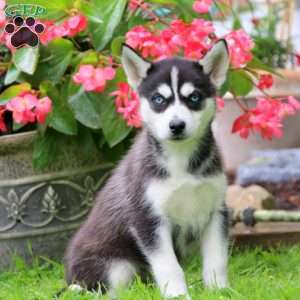 Siberian Husky Puppies For Sale - Greenfield Puppies