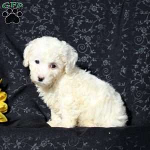 Bich-poo Puppies For Sale | Greenfield Puppies