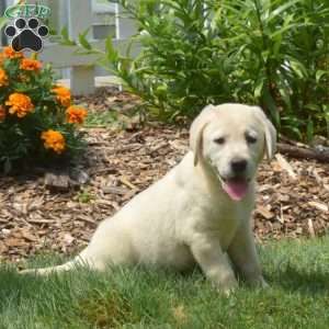 Yellow Labrador Retriever Puppies For Sale | Greenfield Puppies