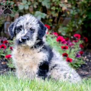 Labrador Mix Puppies For Sale | Greenfield Puppies