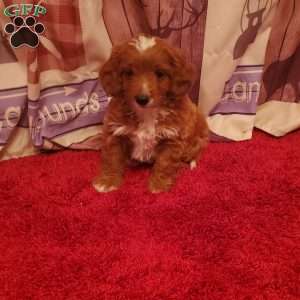 Cavapoo Puppies For Sale - Greenfield Puppies