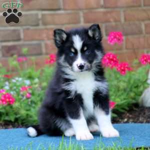 Pomsky Puppies For Sale - Greenfield Puppies