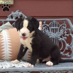 Labernese Puppies For Sale - Greenfield Puppies