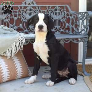 Labernese Puppies For Sale - Greenfield Puppies