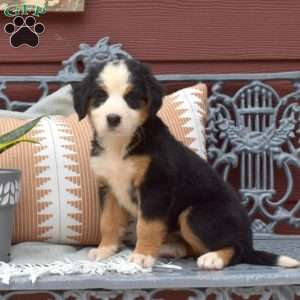Labernese Puppies For Sale - Greenfield Puppies